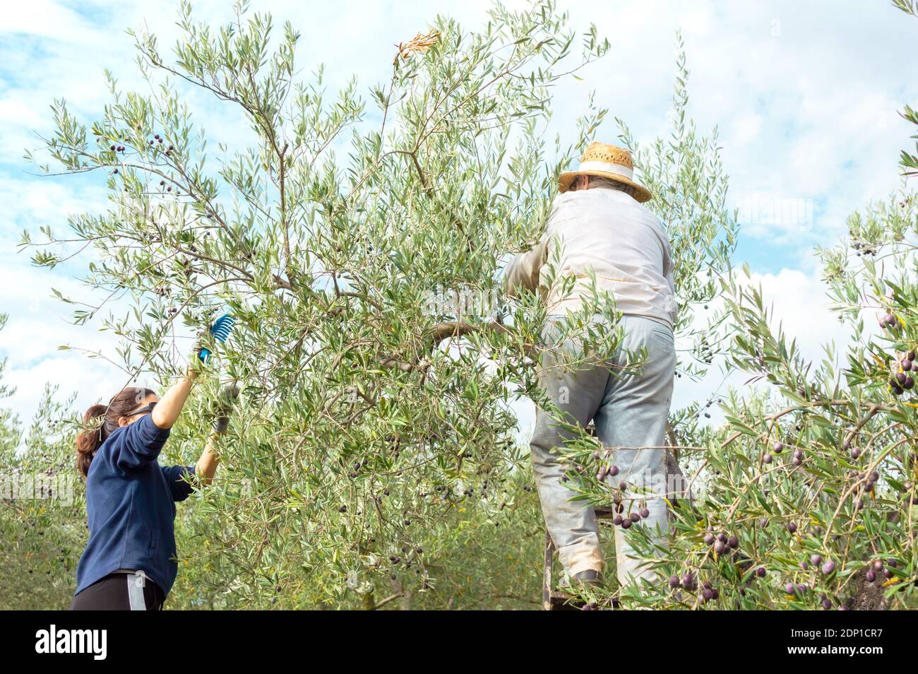 Olive harvest: woman and man picking olives from the tree. workers in ...