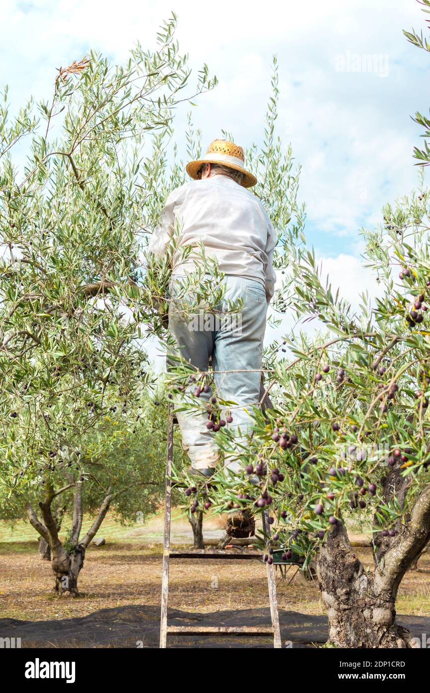 Farmer in work clothes climbing a ladder to pick olives in the field ...