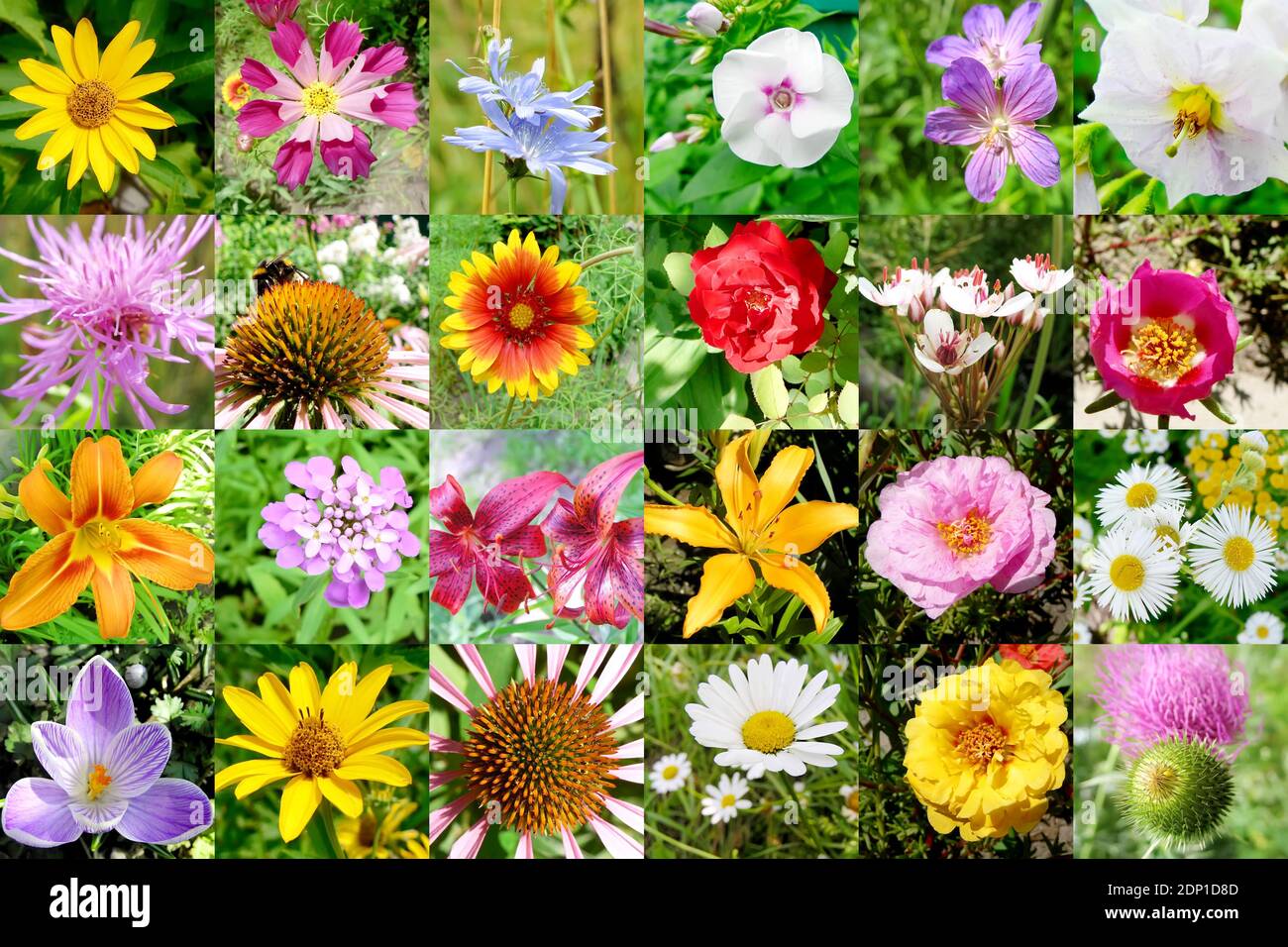 big collection of different flowers Stock Photo - Alamy