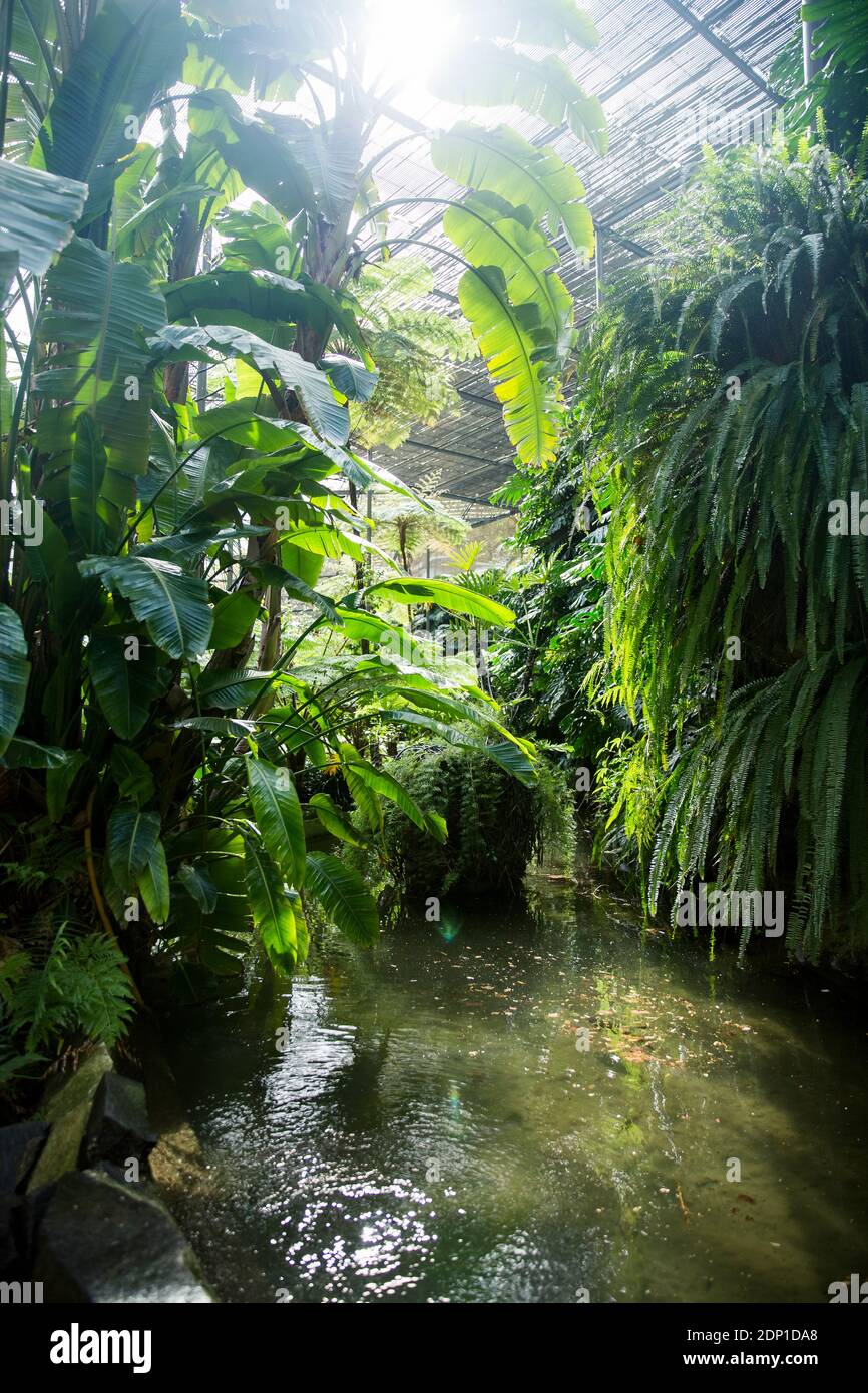 Tropical plants over pond in glasshouse Stock Photo - Alamy
