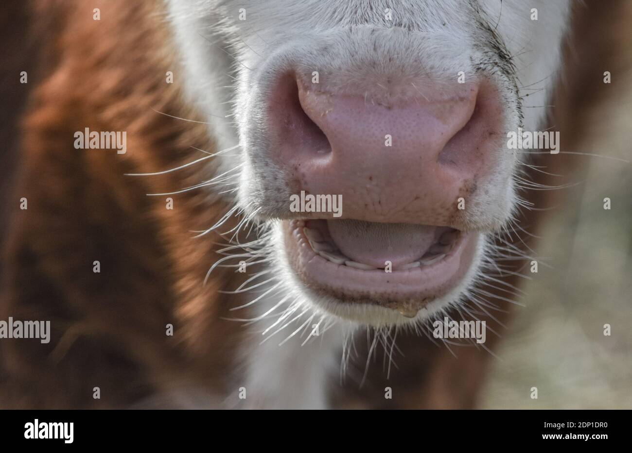 Nose of a cow hi-res stock photography and images - Alamy