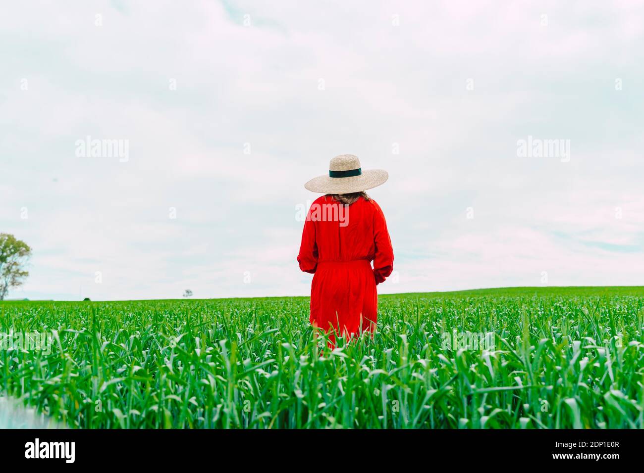 Back view of woman wearing red dress and straw hat standing on a field ...