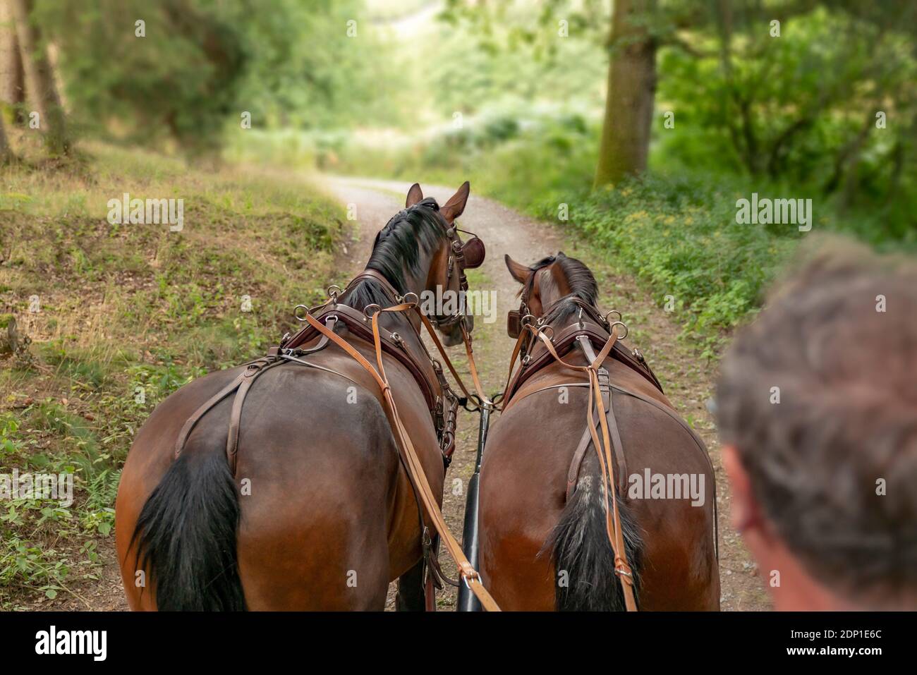 Heavy horses carriage hi-res stock photography and images - Alamy