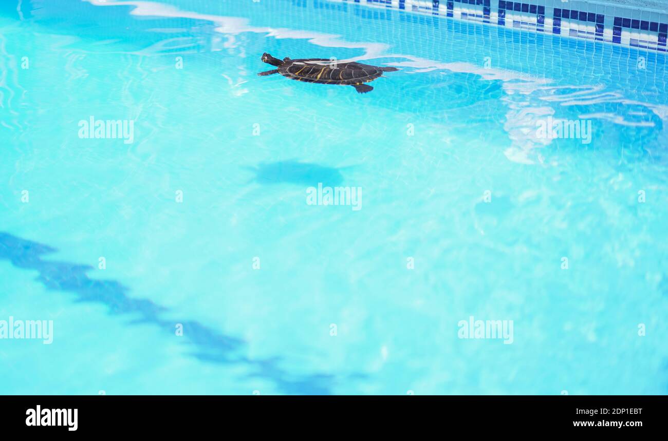 Water turtle swimming on a blue swimming pool Stock Photo - Alamy