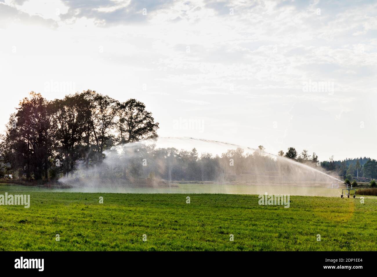 Sprinklers watering field Stock Photo - Alamy