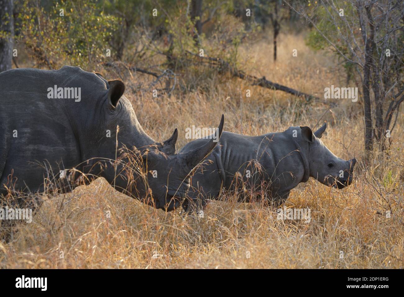 Rhinozeros hi-res stock photography and images - Alamy