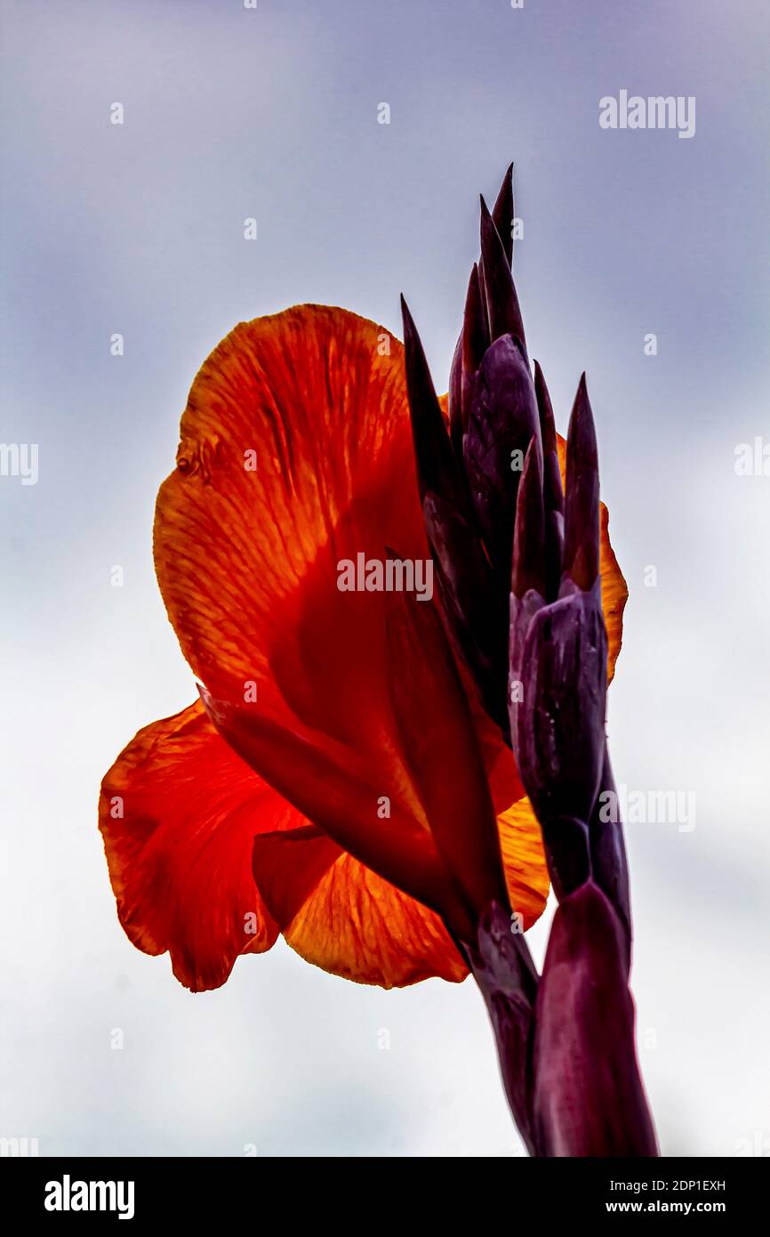 African Arrowroot High Resolution Stock Photography and Images - Alamy