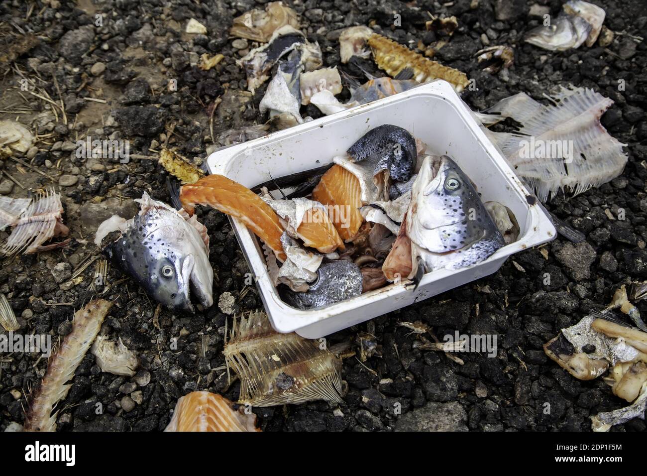 Detail of fish bones in bad condition Stock Photo - Alamy