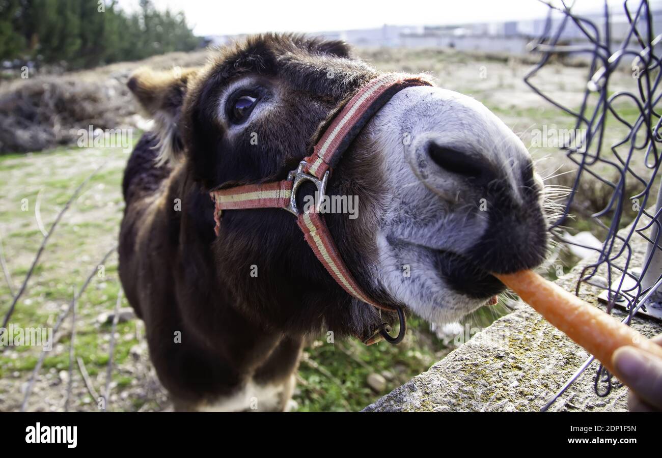 Mammal farm animal eating vegetables, animal feeding and care Stock ...