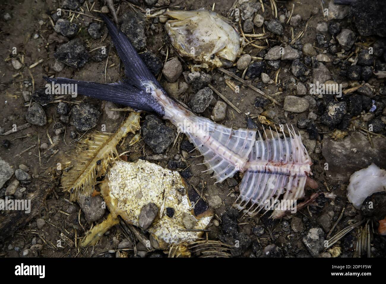 Detail of fish bones in bad condition Stock Photo - Alamy