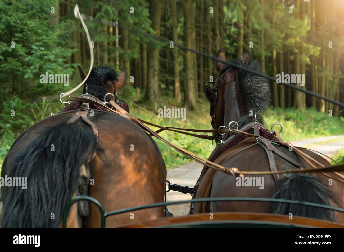 Heavy horses carriage hi-res stock photography and images - Alamy