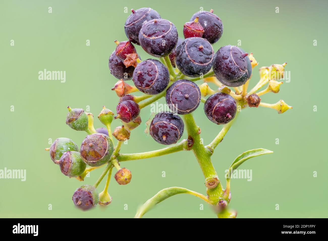 Close up of ripe common ivy (hedera helix) berries Stock Photo - Alamy