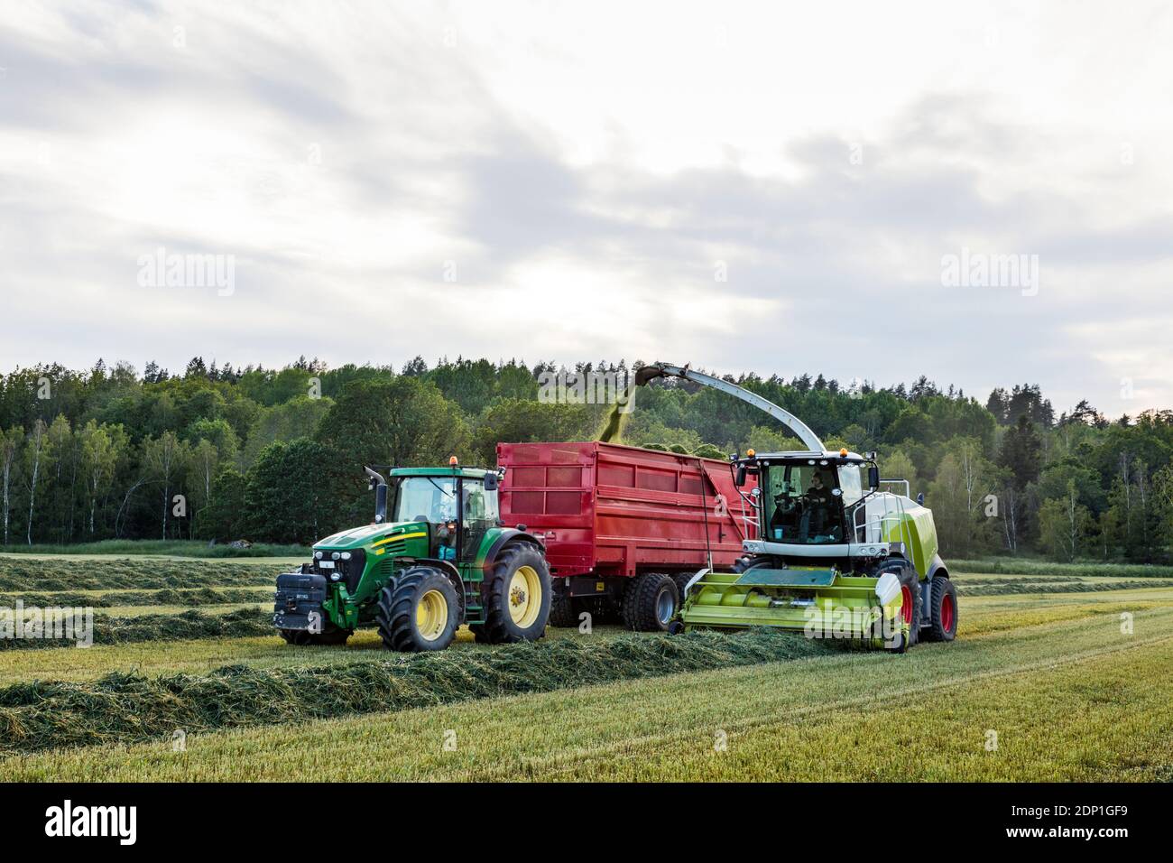 Forage harvester and tractor harvesting crops Stock Photo - Alamy