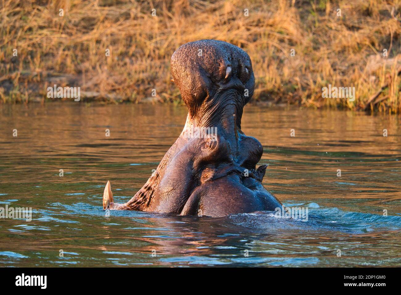 View Of Hippo In River Stock Photo - Alamy