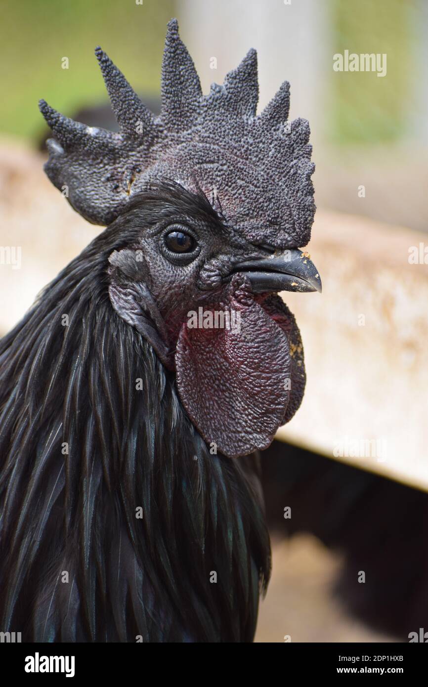 Ayam cemani chicken hi-res stock photography and images - Alamy