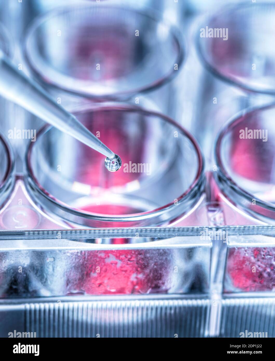 Biotechnology,Scientist pipetting sample into a multiwell plate in lab ...
