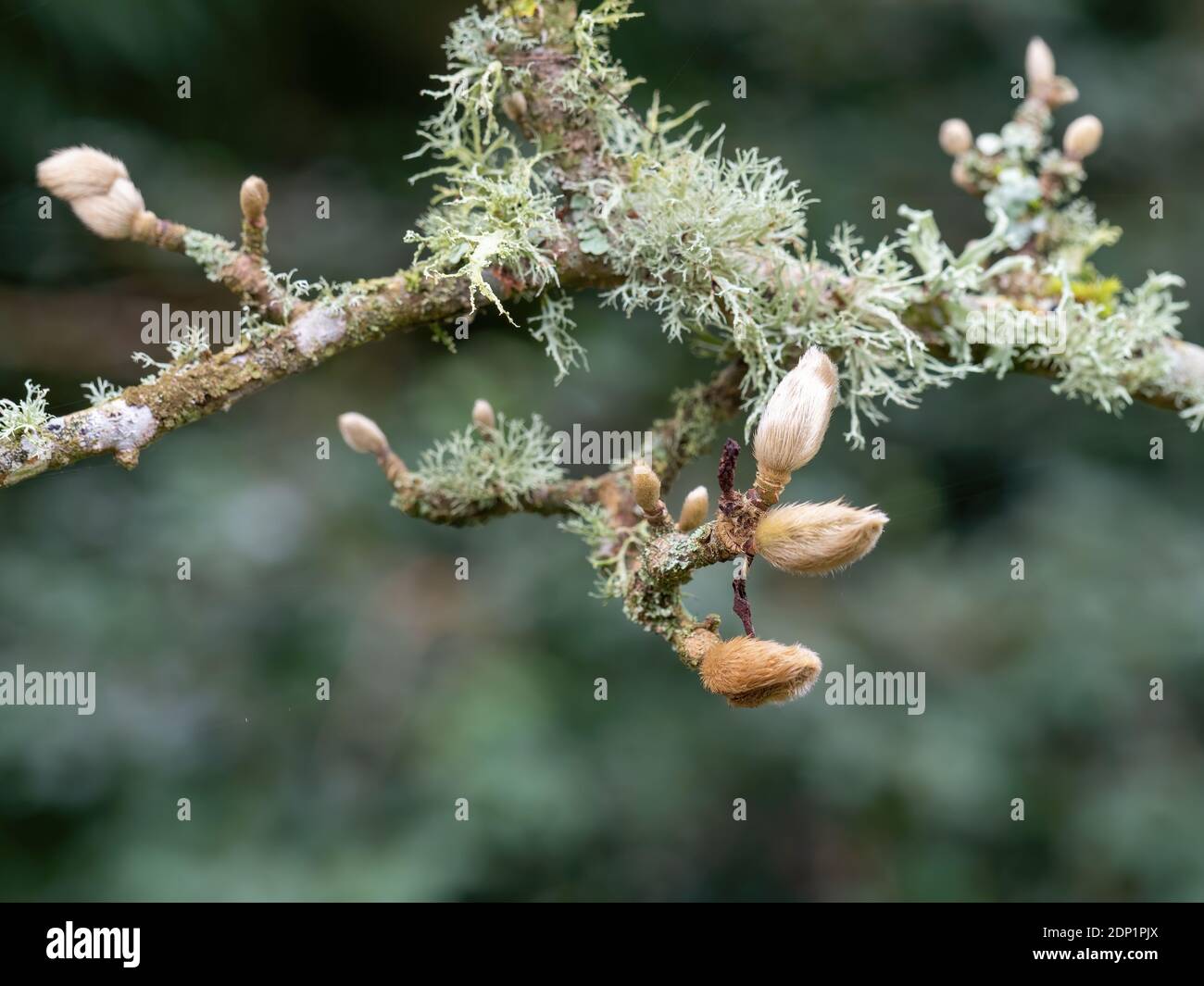 Furry buds of Magnolia salicifolia, aka willow-leafed or anise magnolia ...