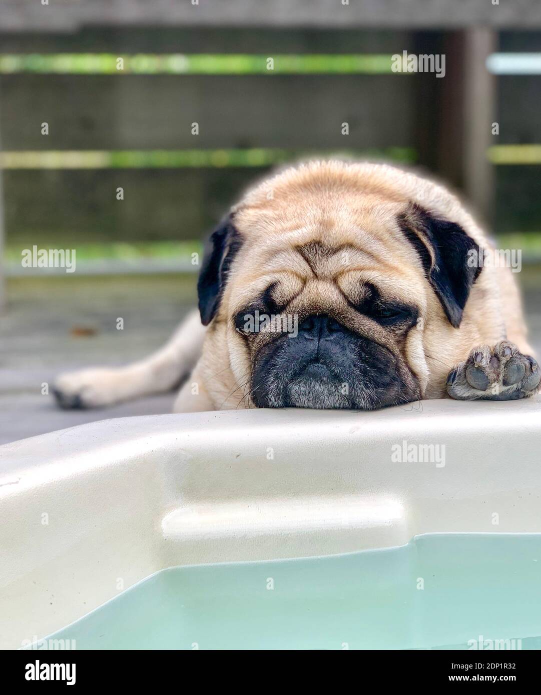 Sad pug hi-res stock photography and images - Alamy