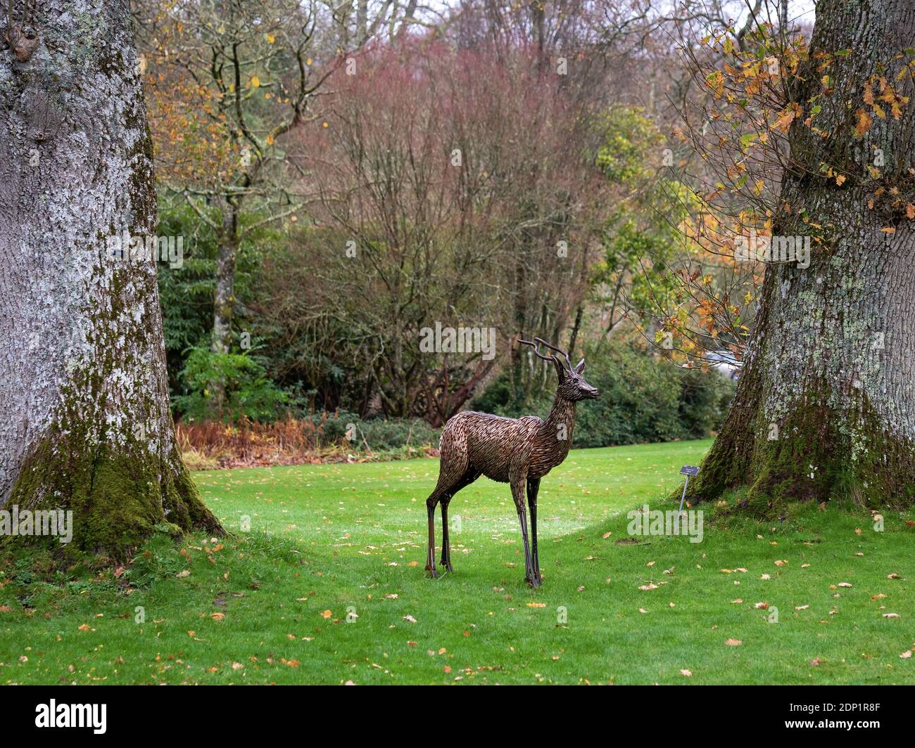 GREAT TORRINGTON, NORTH DEVON - 21 NOVEMBER, 2020: An antelope ...