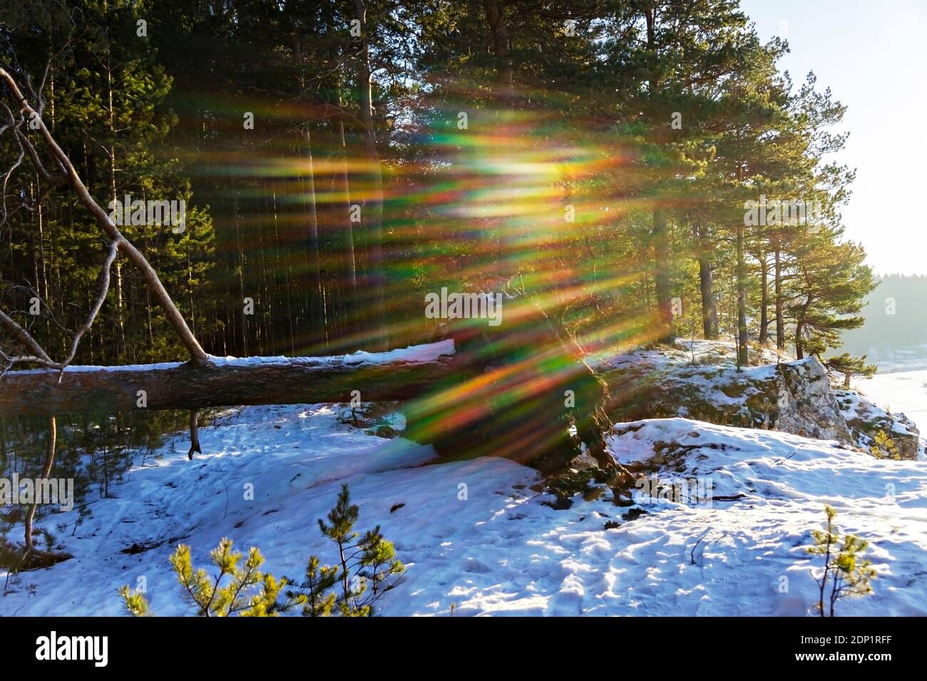 Fallen pine tree hi-res stock photography and images - Alamy