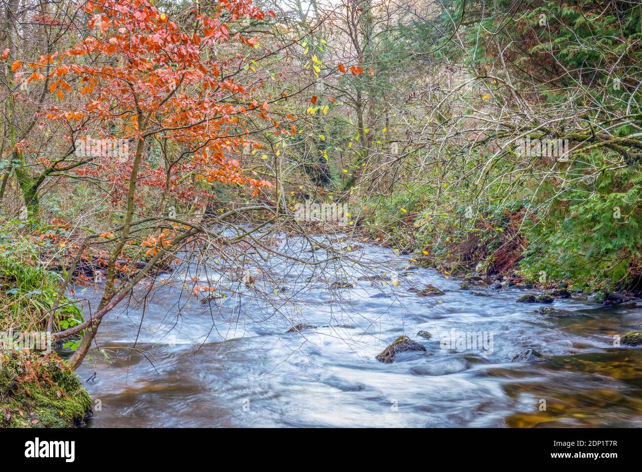 Autumn stream in Skaigh Valley, Belstone, edge of Dartmoor National ...