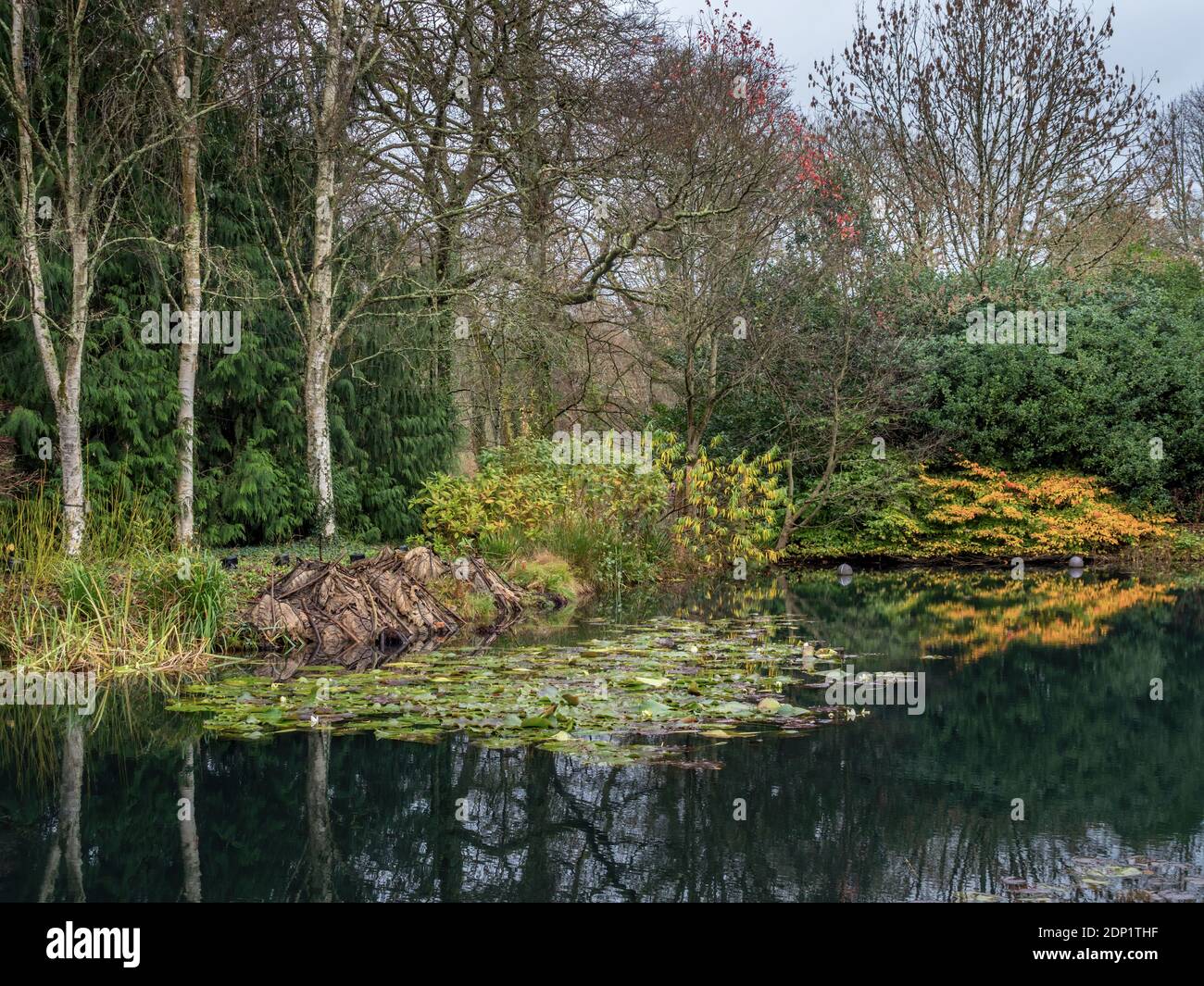 GREAT TORRINGTON, NORTH DEVON - 21 NOVEMBER, 2020: The lake in the RHS ...