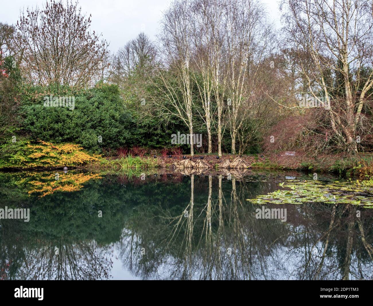 GREAT TORRINGTON, NORTH DEVON - 21 NOVEMBER, 2020: The lake in the RHS ...