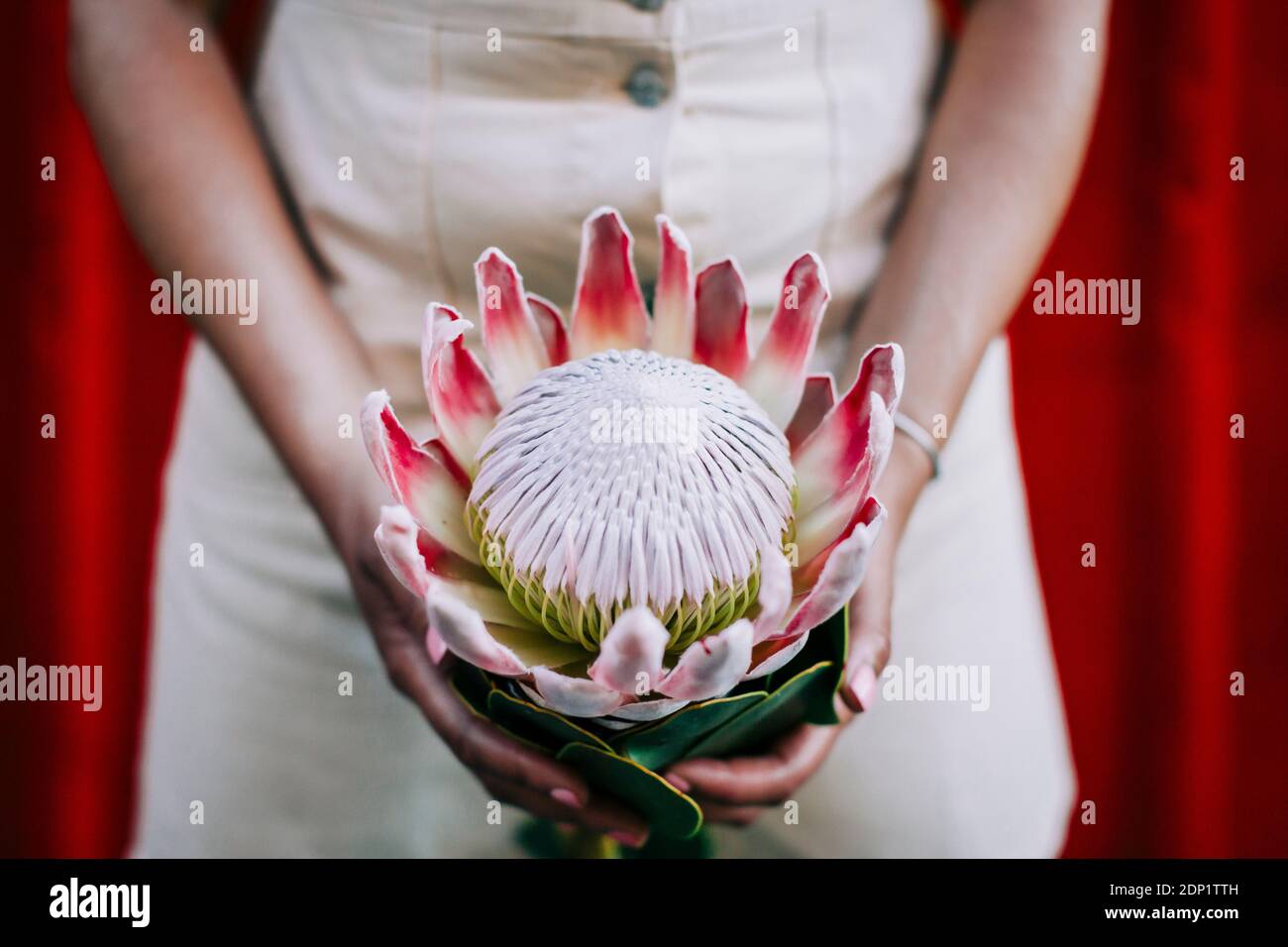 Red protea hi-res stock photography and images - Alamy