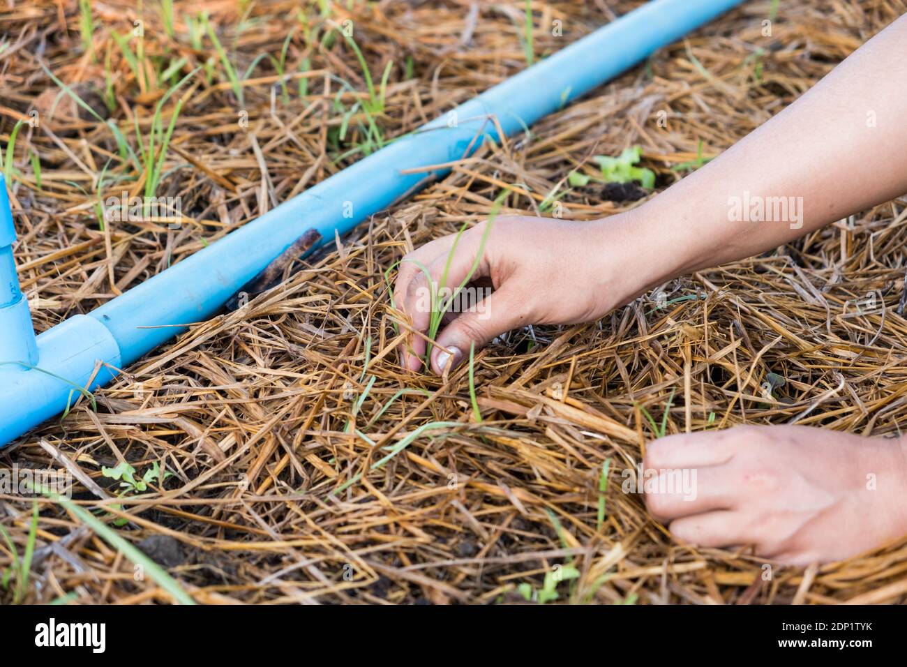 Pulling Weed Out High Resolution Stock Photography and Images - Alamy
