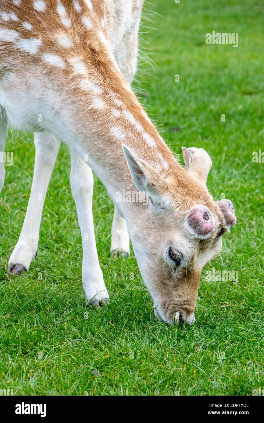 Female reindeer grow antlers hi-res stock photography and images - Alamy