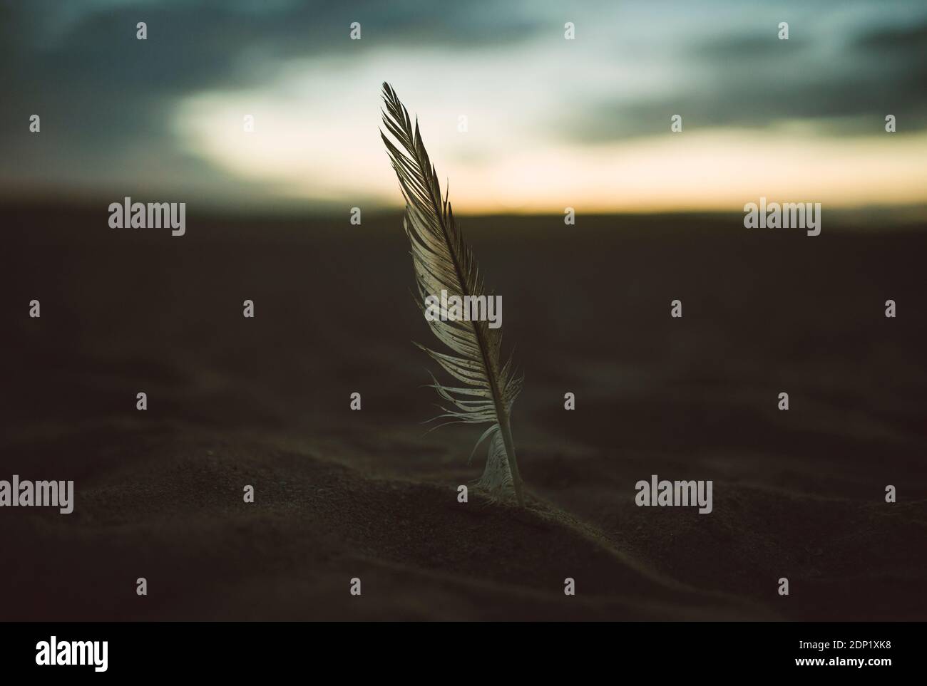 Feather stuck in sand on beach Stock Photo - Alamy