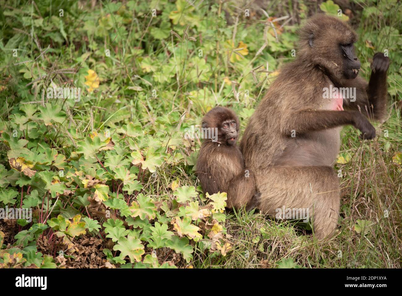 Theropithecus gelada baby ethiopia simien hi-res stock photography and ...