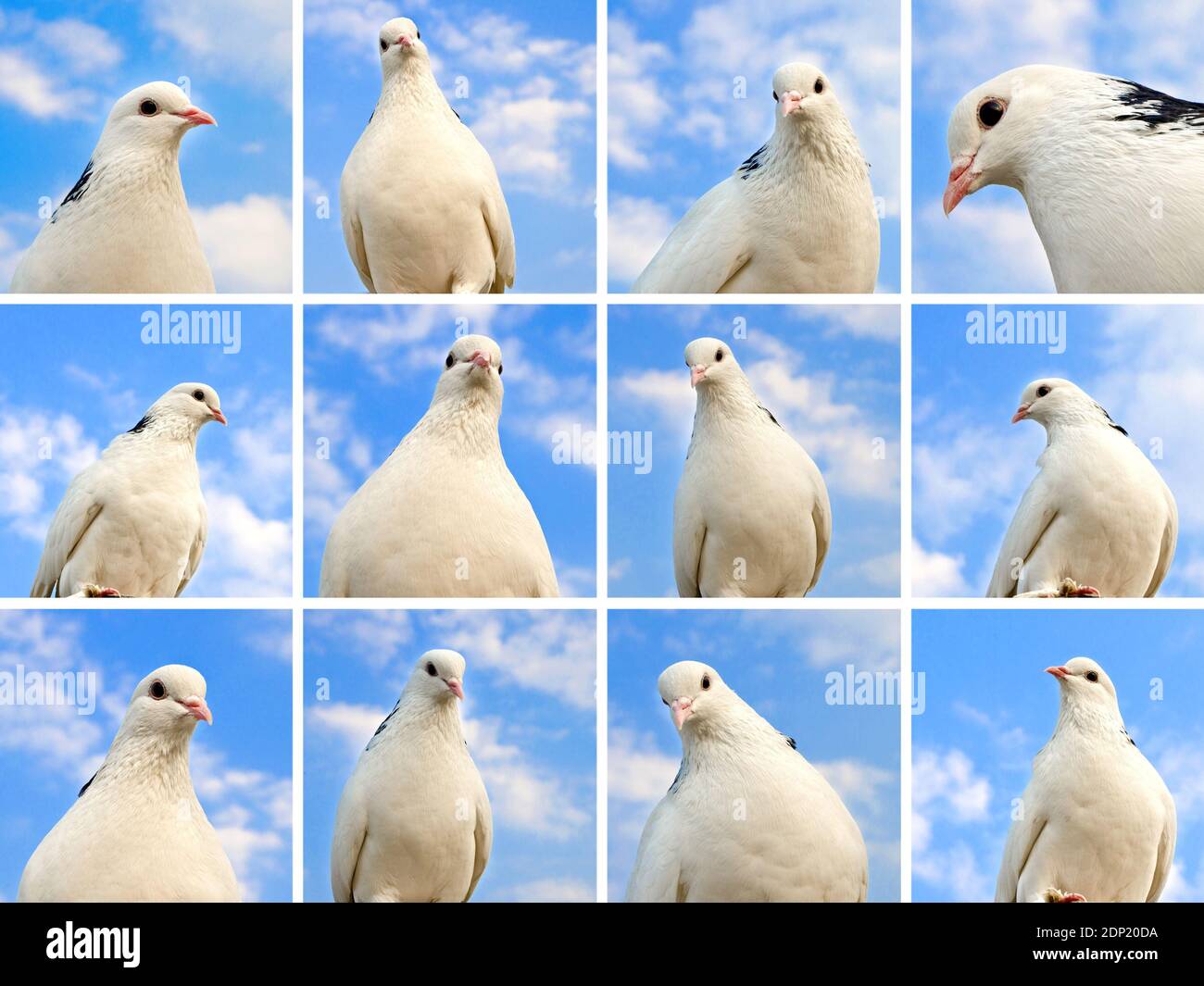 dove collection against the blue sky Stock Photo - Alamy