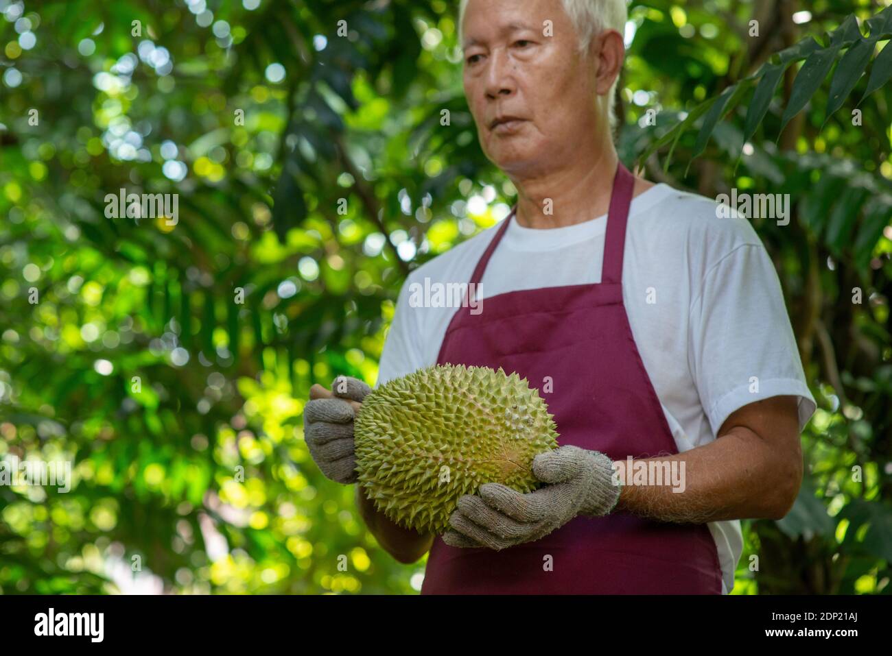Musang king durian hi-res stock photography and images - Alamy