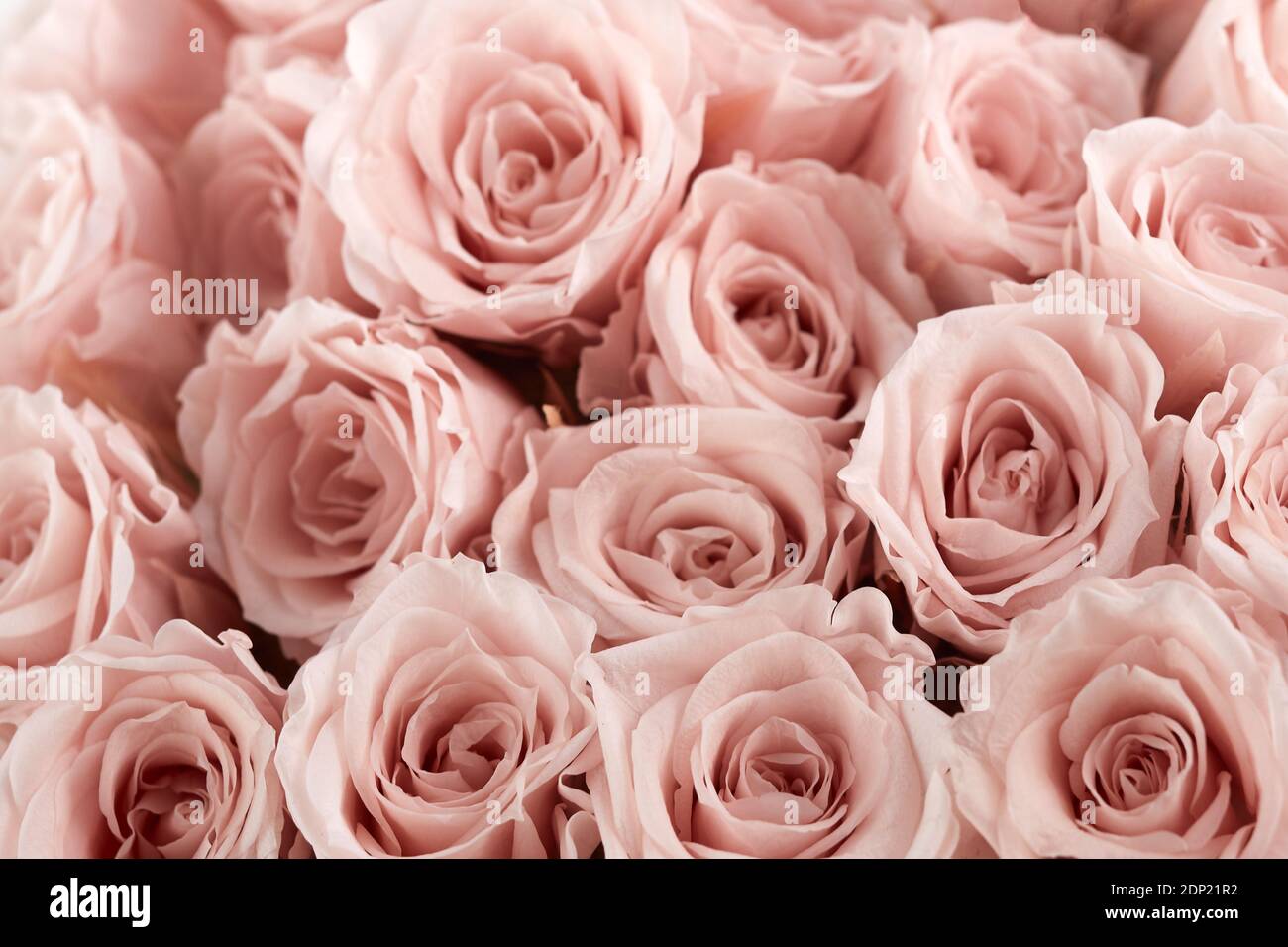 Pink roses background. Close up roses bunch Stock Photo - Alamy