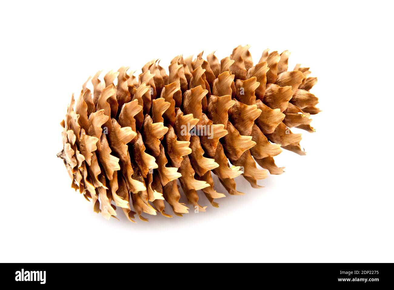 cone isolated on a white background Stock Photo - Alamy