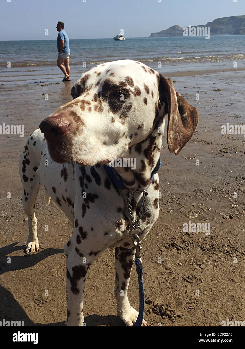 Adult dalmatian dog in nature hi-res stock photography and images - Alamy