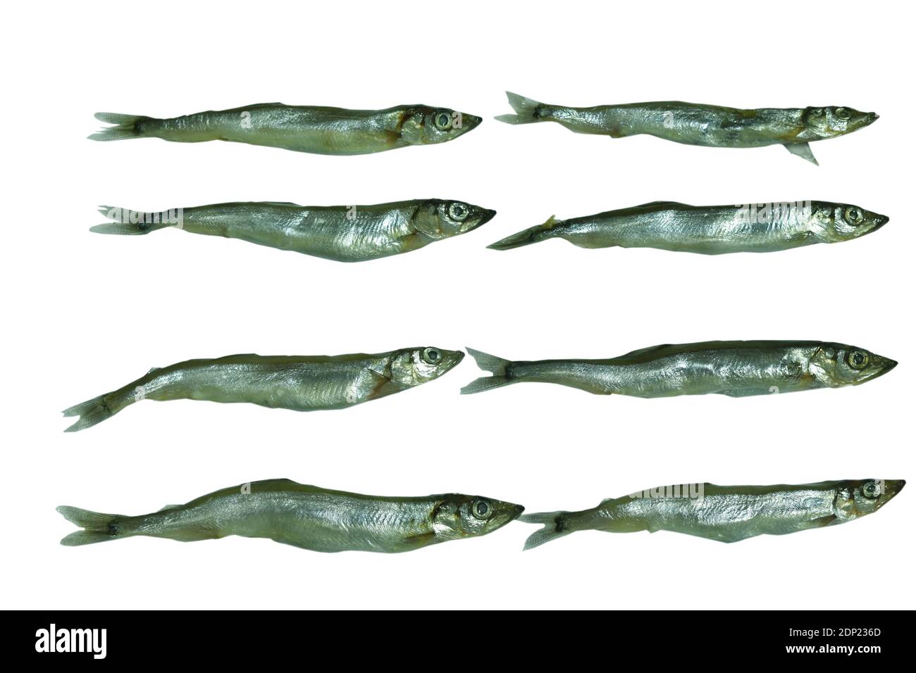 raw Capelin fish or Shishamo in Japanese language arranging on white ...