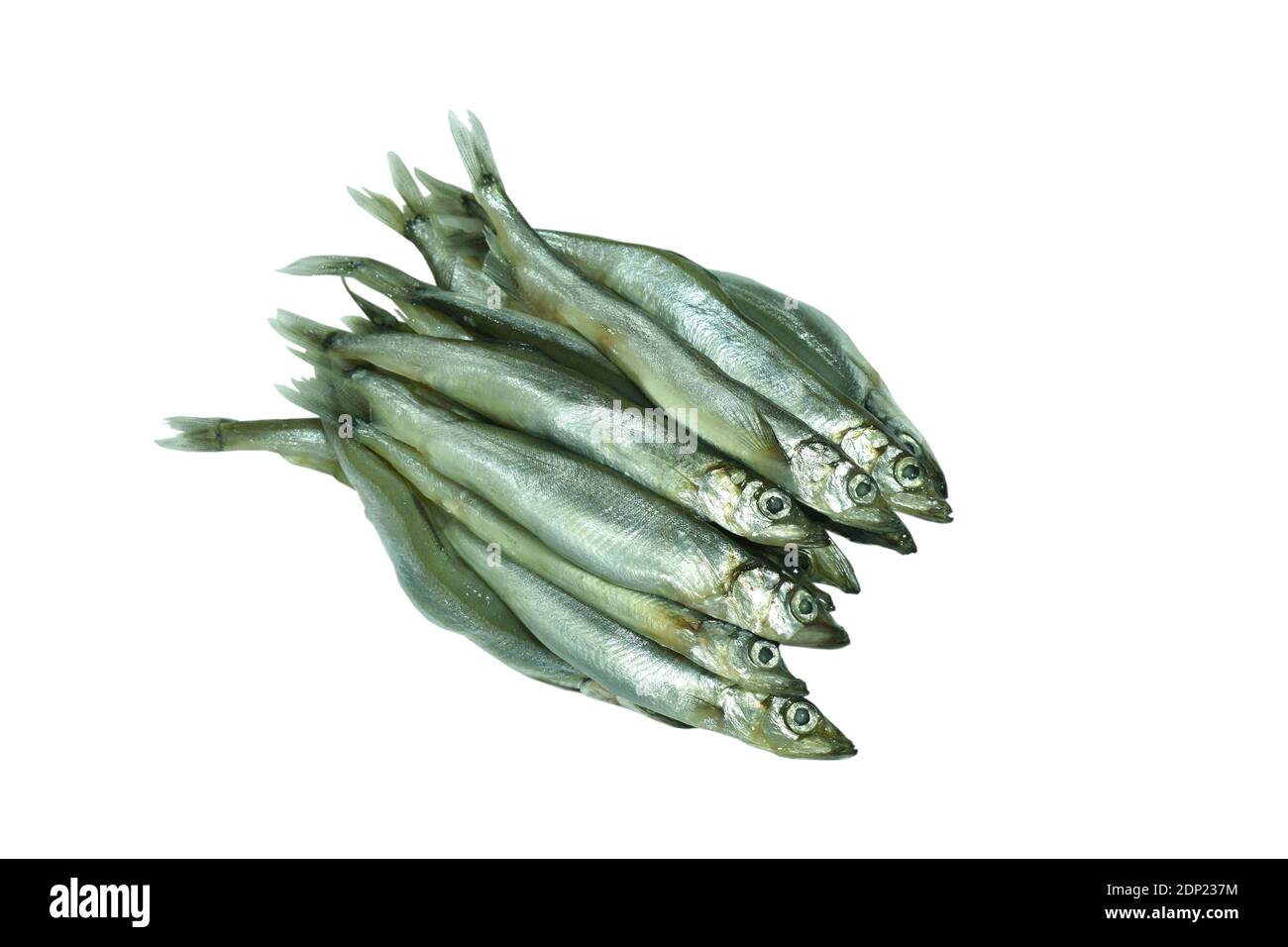 raw Capelin fish or Shishamo in Japanese language arranging on white ...