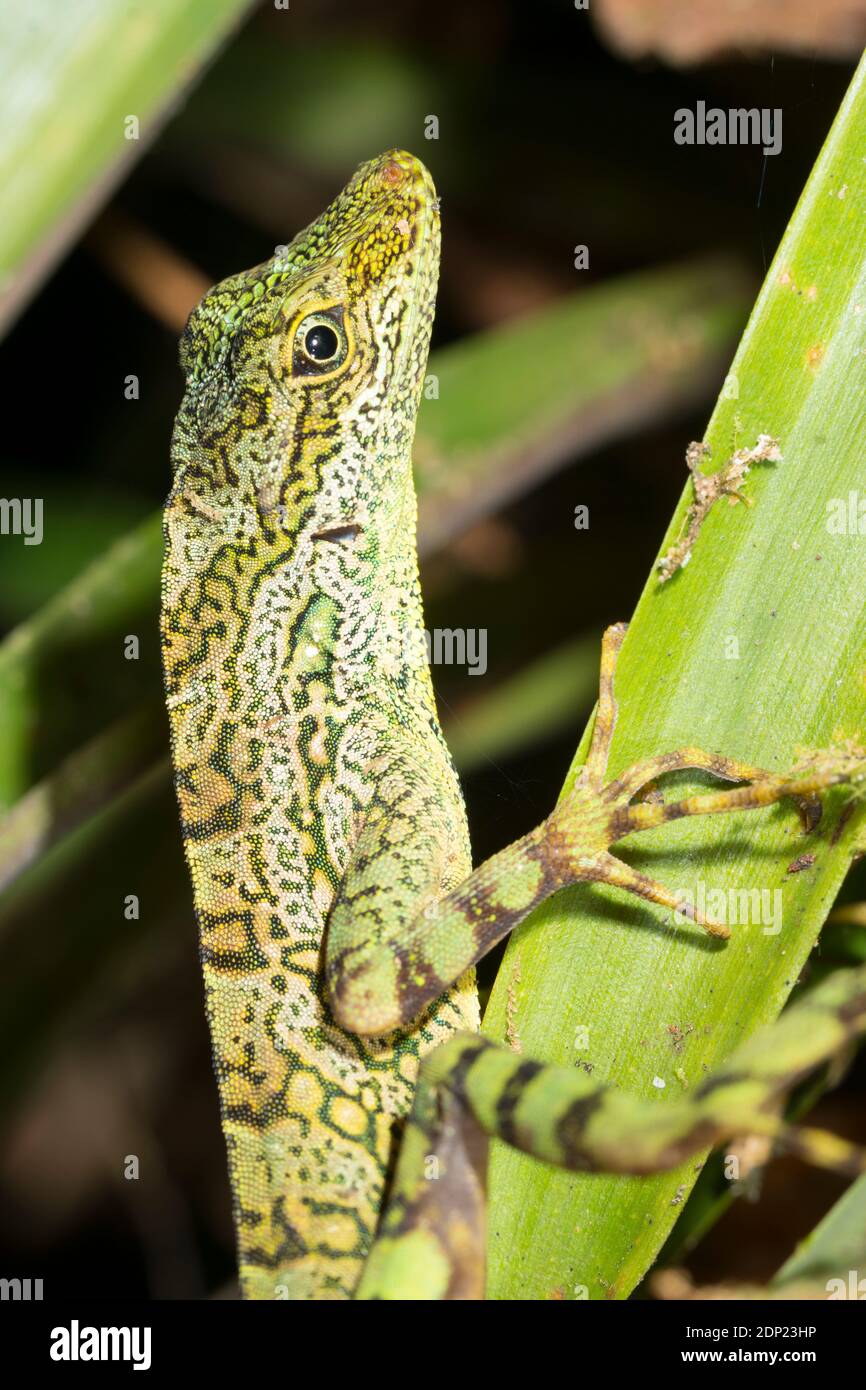 Anolis lizard (Anolis aequatorialis) on a leaf in the understory of ...