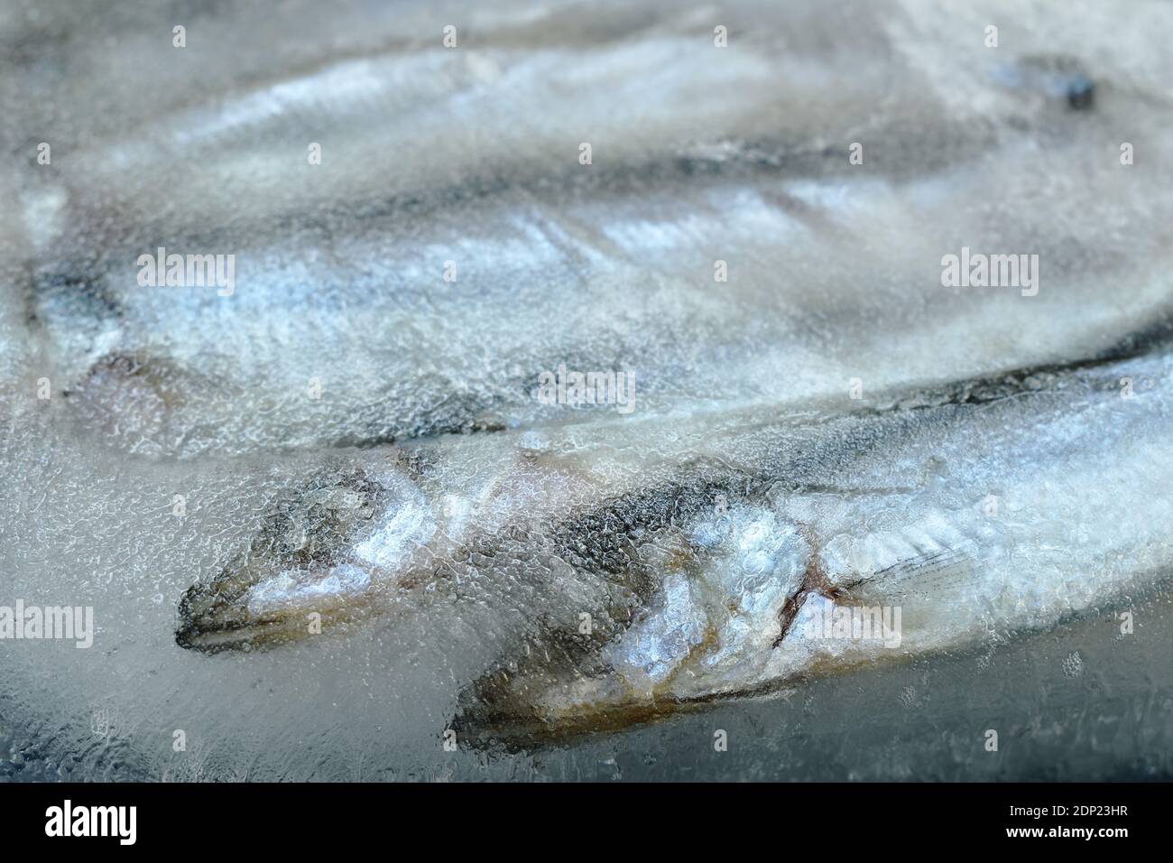 raw Capelin fish or Shishamo in Japanese language frozen on ice Stock ...