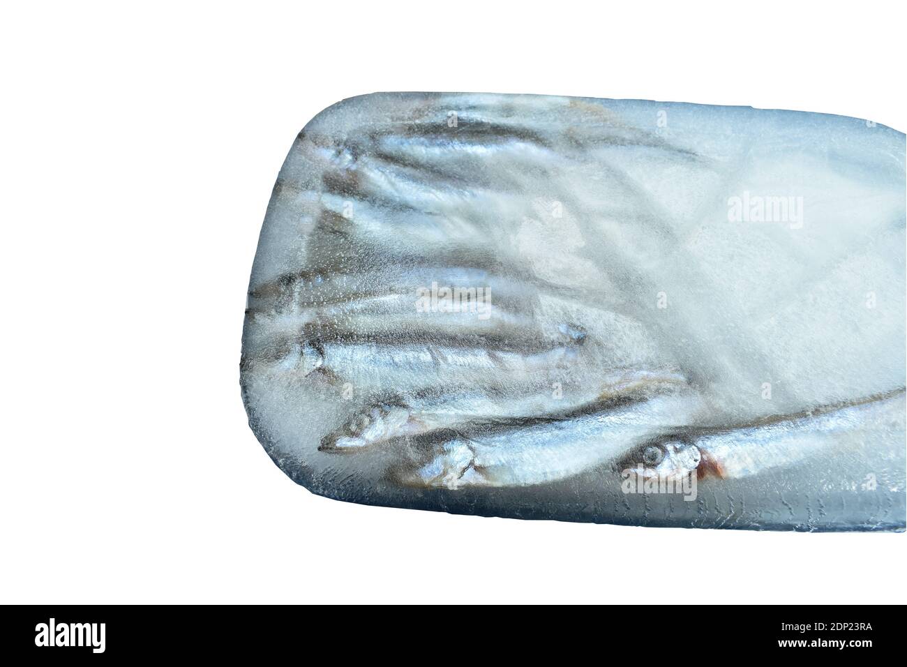 Capelin fish hi-res stock photography and images - Alamy