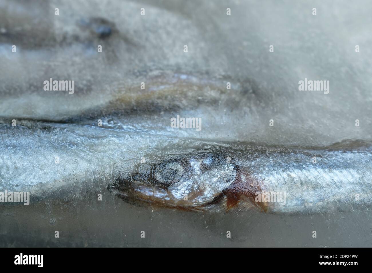 raw Capelin fish or Shishamo in Japanese language frozen on ice Stock ...