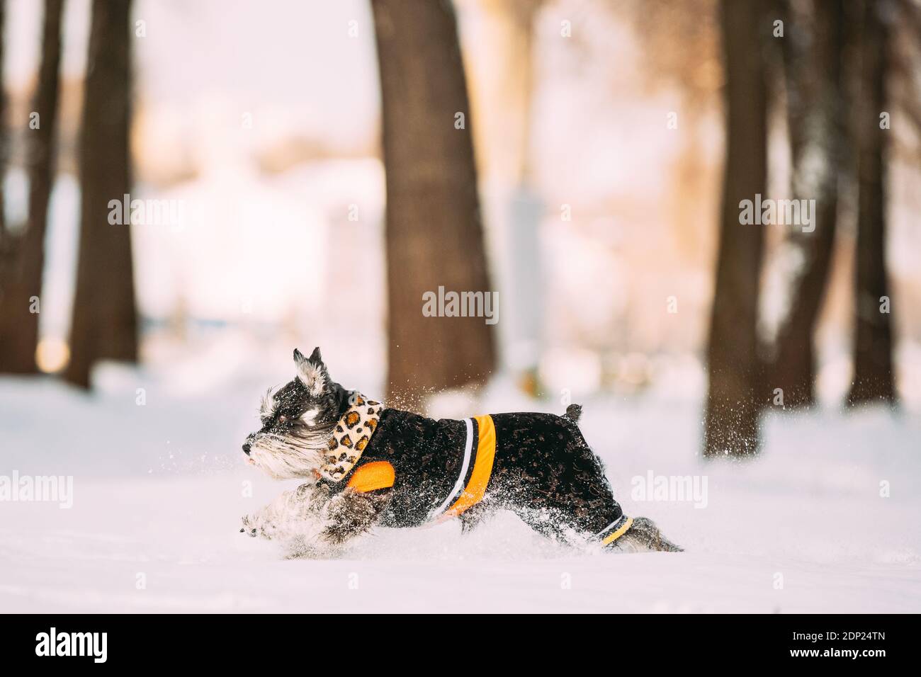 Miniature schnauzer running hi-res stock photography and images - Alamy