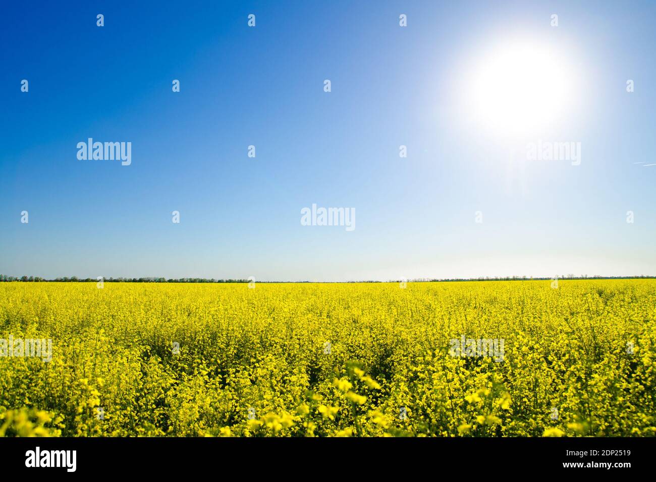 Yellow as the sun hi-res stock photography and images - Alamy