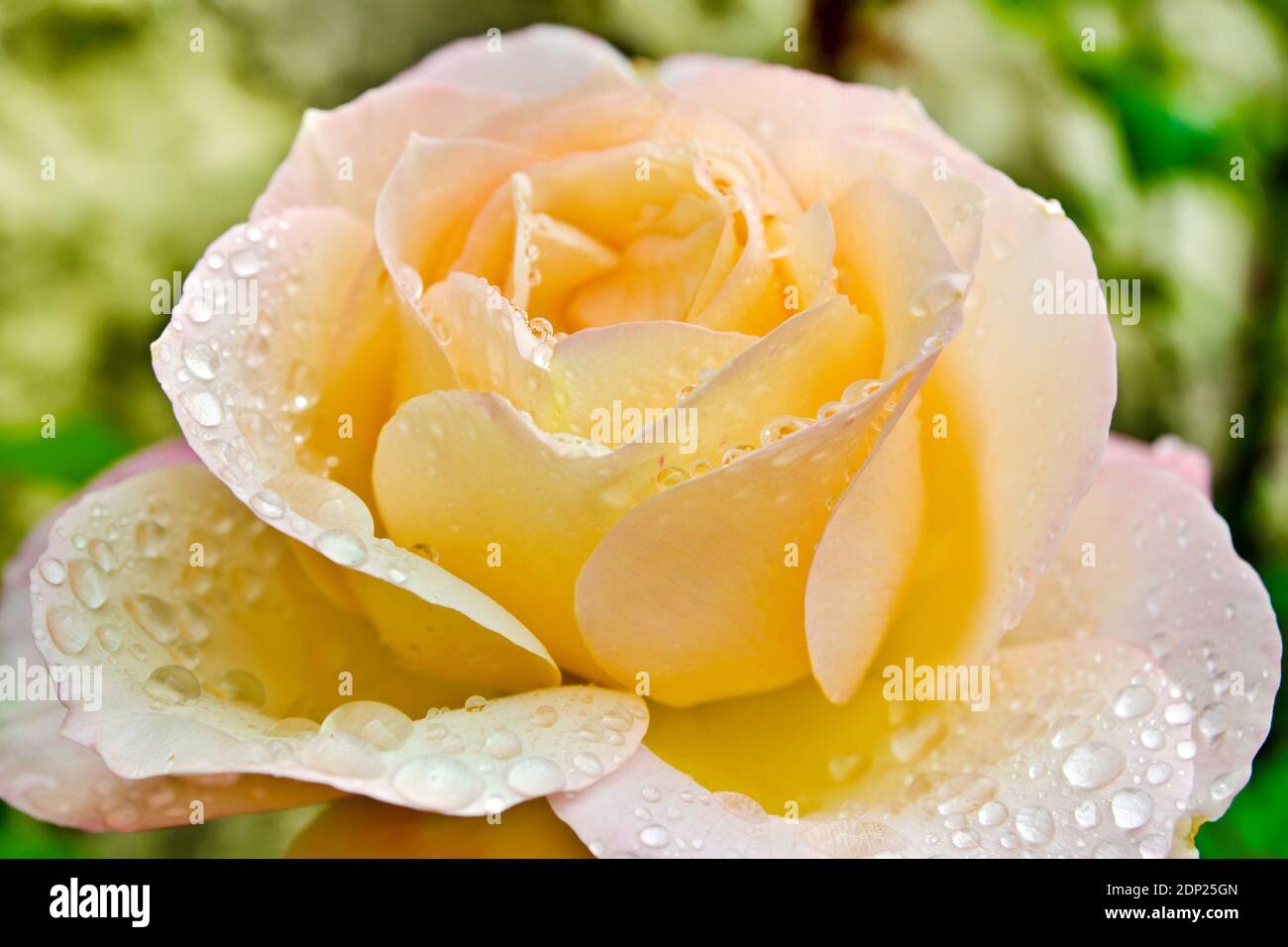 Beautiful Yellow Roses With Water Drops