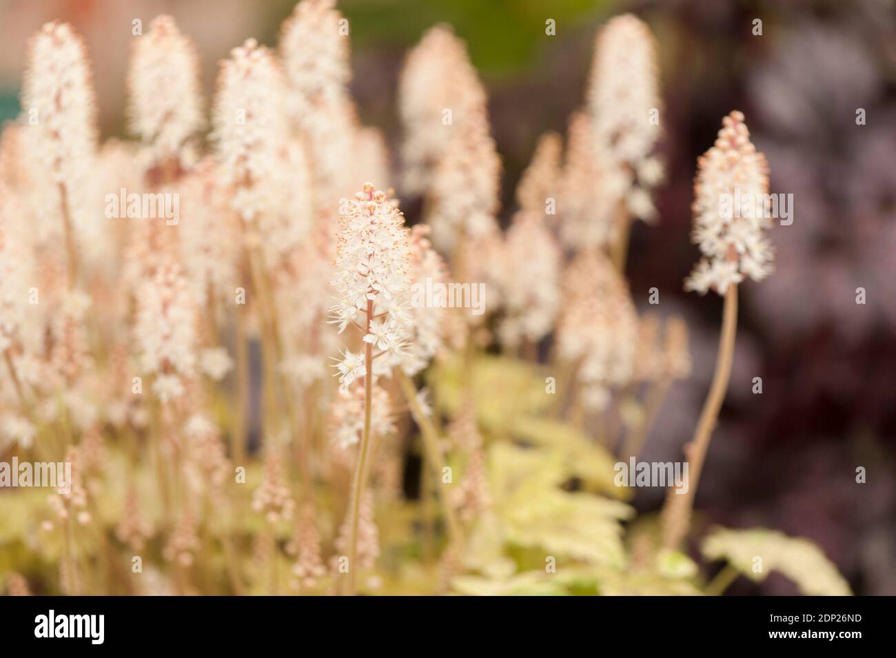 Mystic flowers hi-res stock photography and images - Alamy