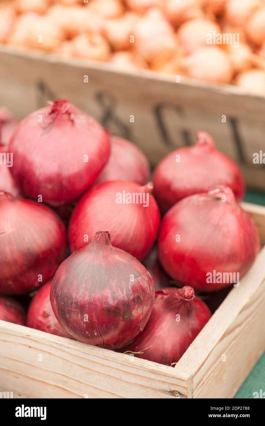 Onion ‘Red Baron’, Allium cepa Stock Photo - Alamy