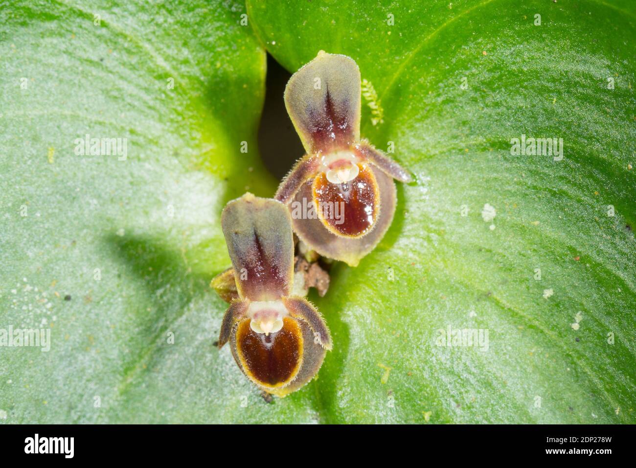 A micro orchid (Pleurothallis crossota) growing wild in the understory ...