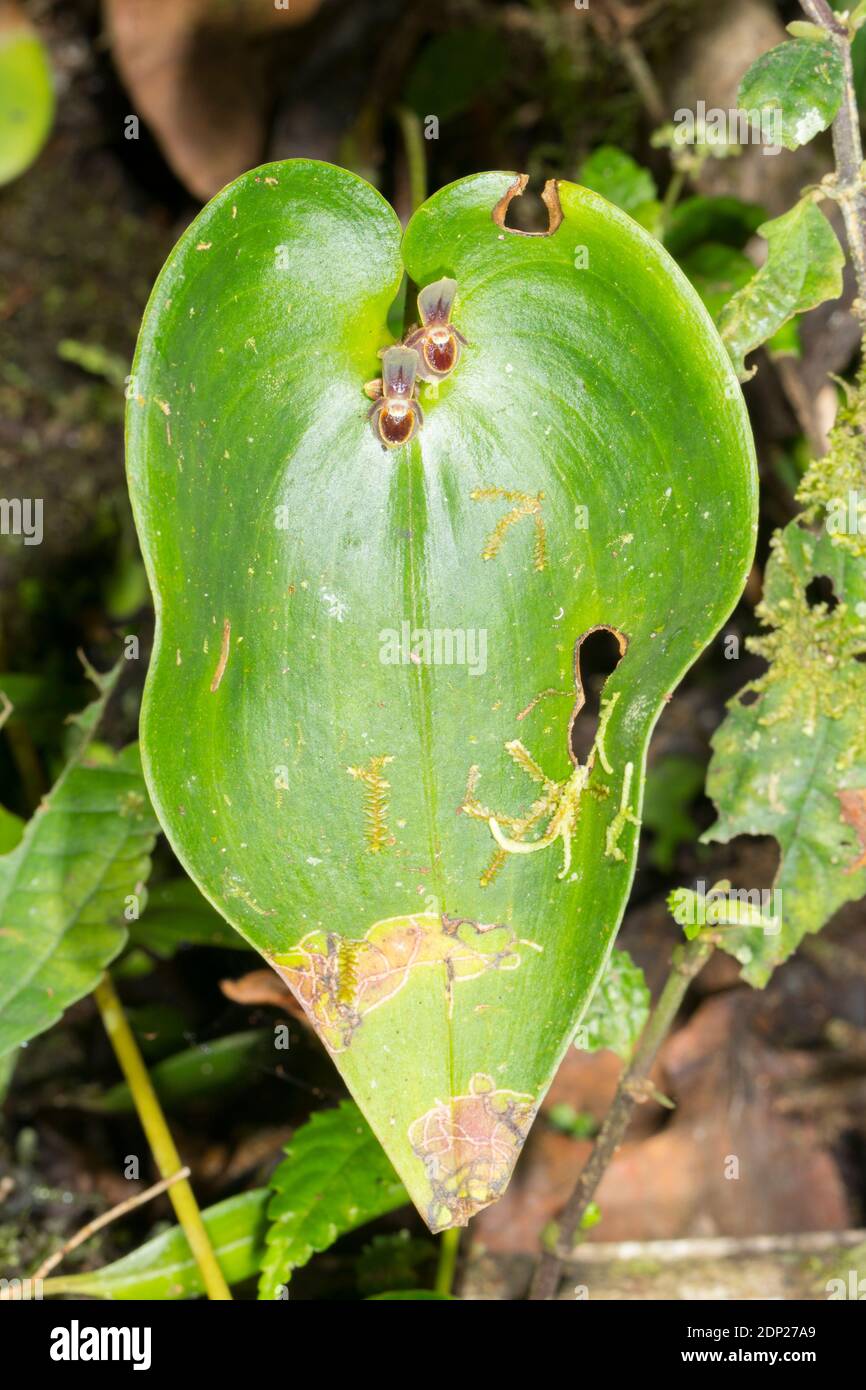 A micro orchid (Pleurothallis crossota) growing wild in the understory ...